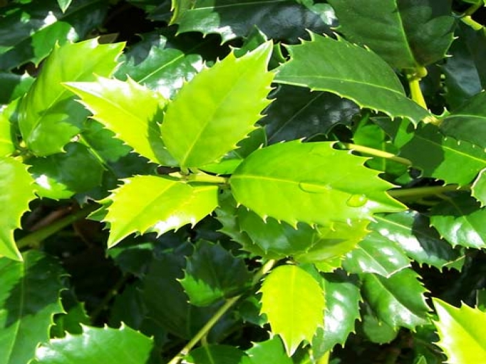 Mid Georgia Nursery - Catalog