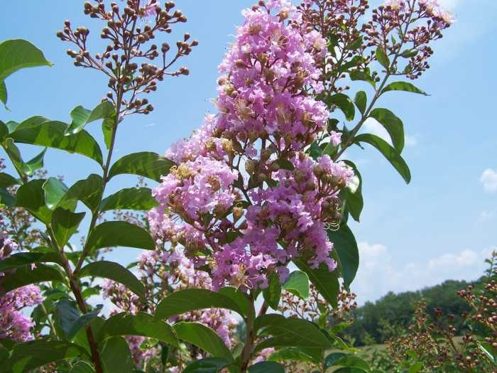 Mid Georgia Nursery - Catalog